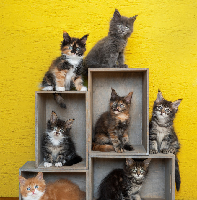 La reproduction du chat : tout sur l'accouplement du chat