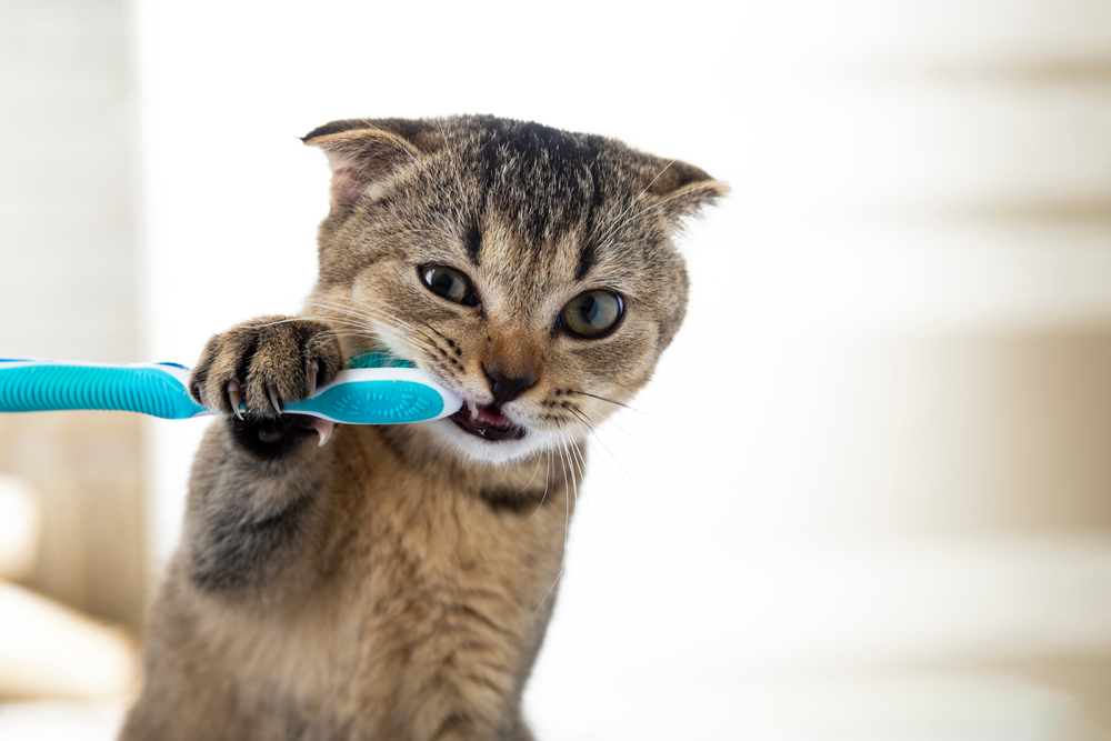 Dents du chat : comment en prendre soin