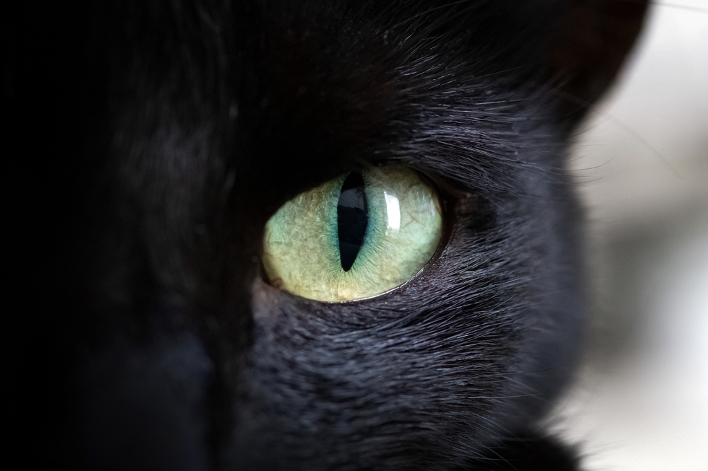 Conjonctivite du chat : comment la soigner