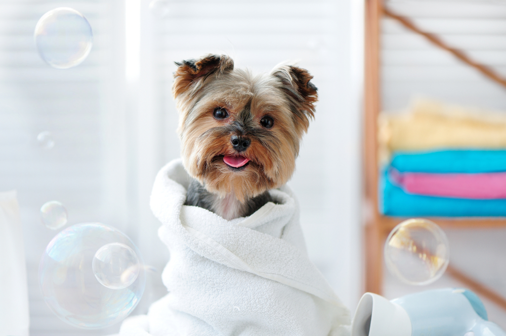 Toilettage pour chien, quand et pourquoi le faire