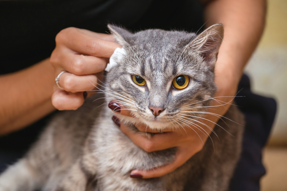 Mon chat a une otite, comment la soigner