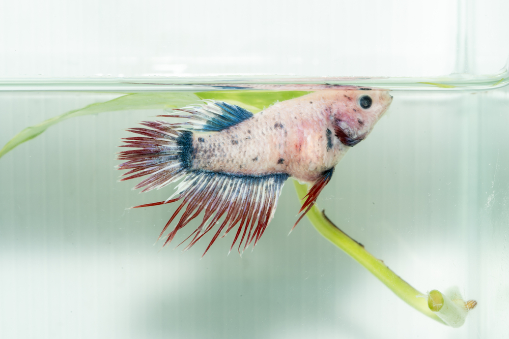 Mon poisson est atteint d'hydropisie, que faire