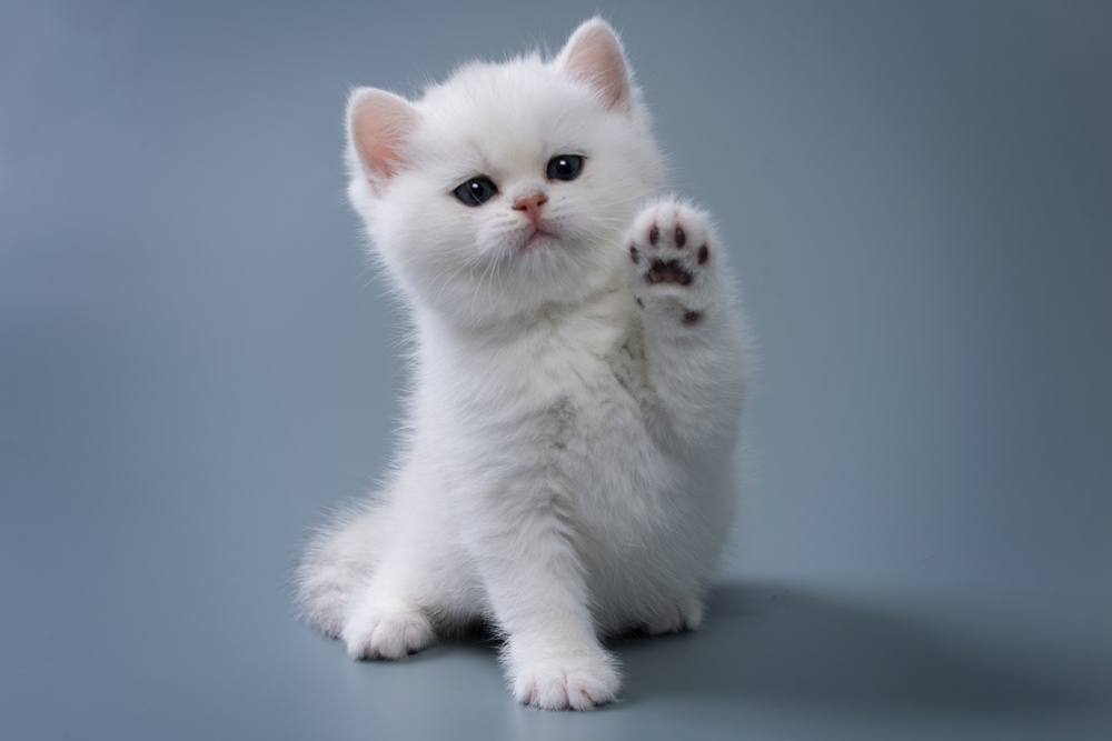 Comment éduquer un chaton ? Nos conseils