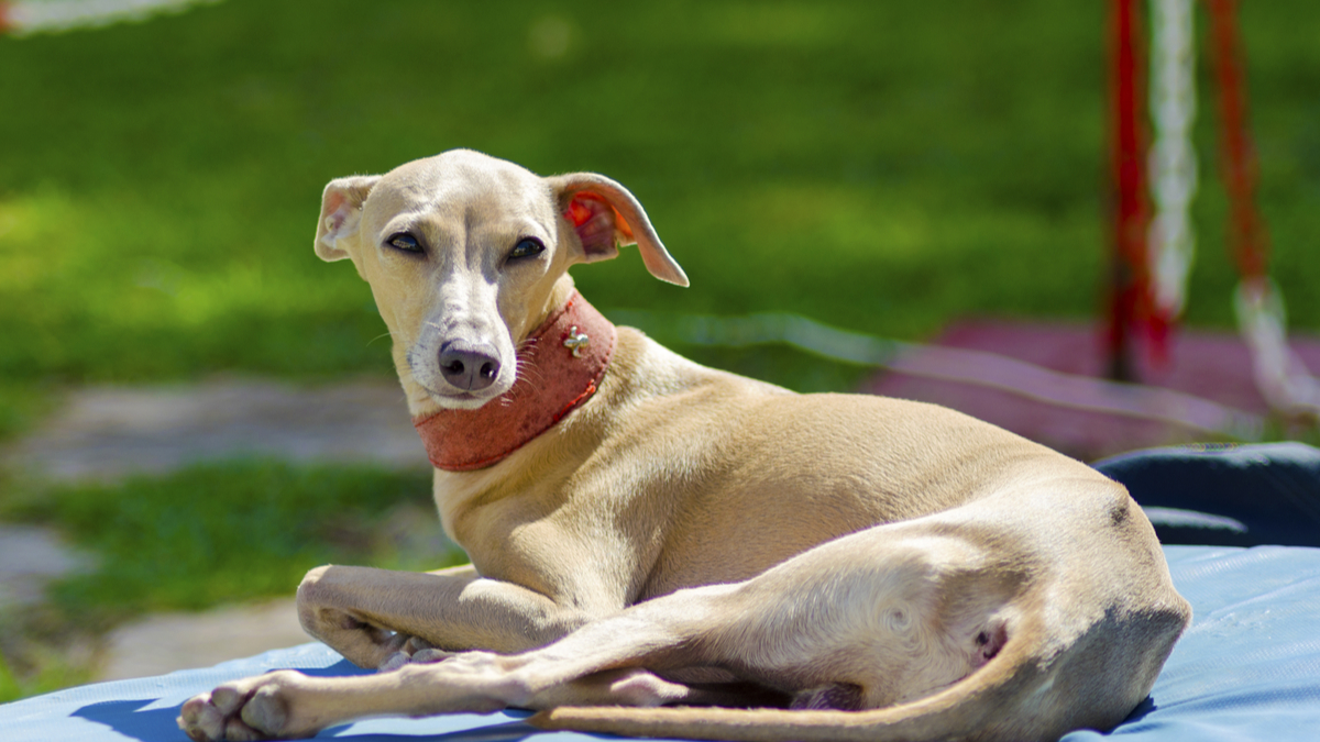 Lévrier italien : origines, caractère, éducation, santé et prix
