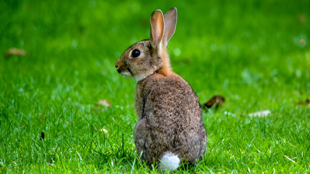 Lapin de garenne : tout ce qu'il faut savoir
