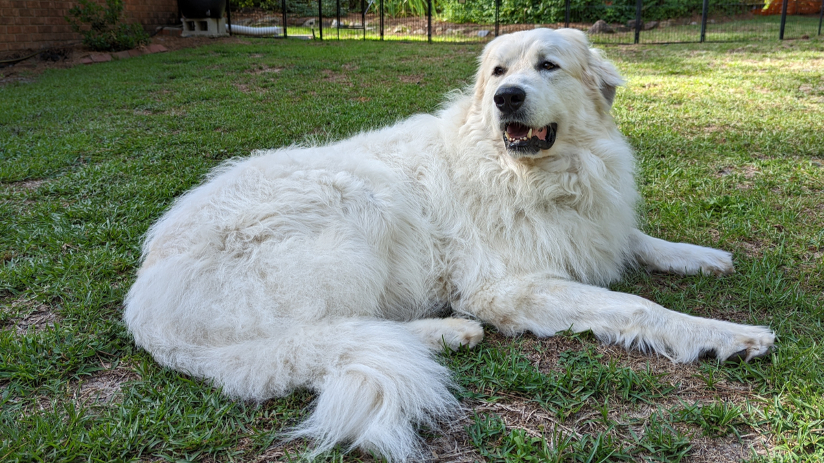 Patou des Pyrénées : tout savoir sur ce chien des montagnes