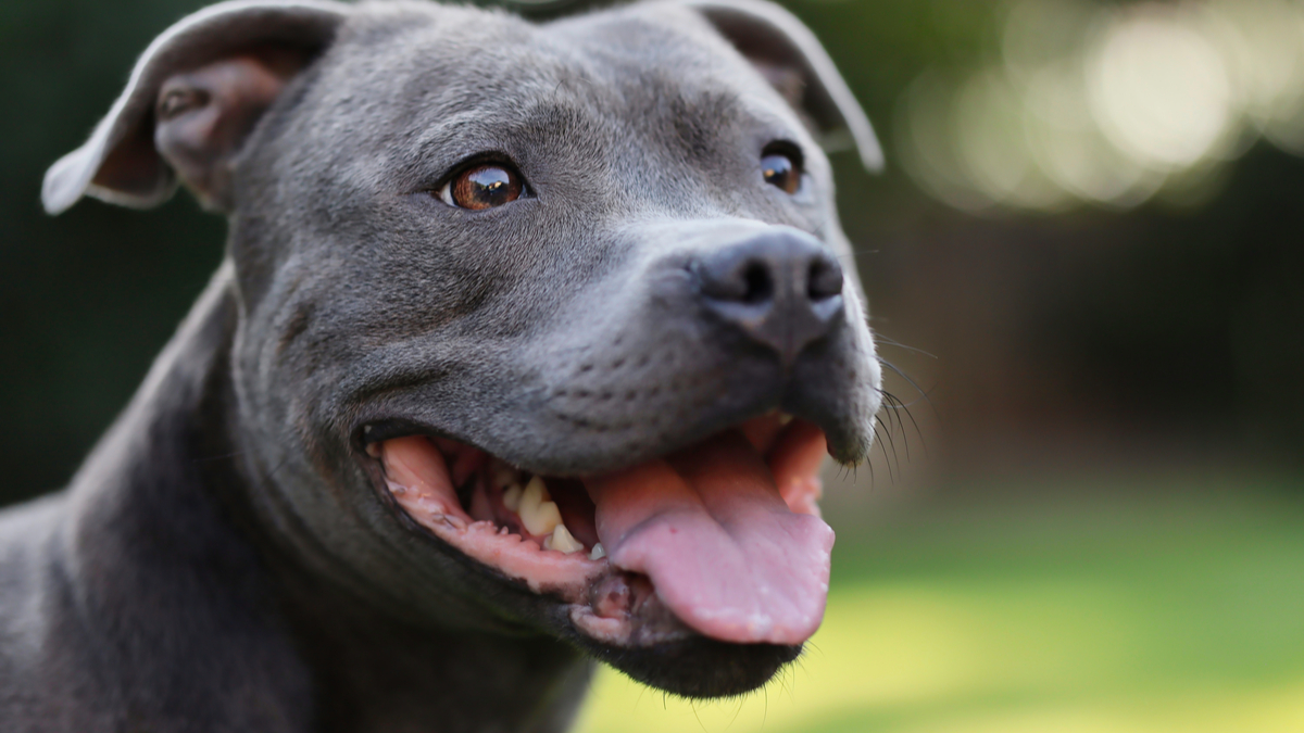 Staffy bleu : quelle est cette race de chien