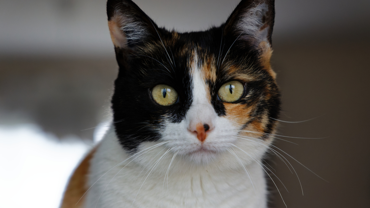 Chat Isabelle : tout savoir sur cette race à trois couleurs