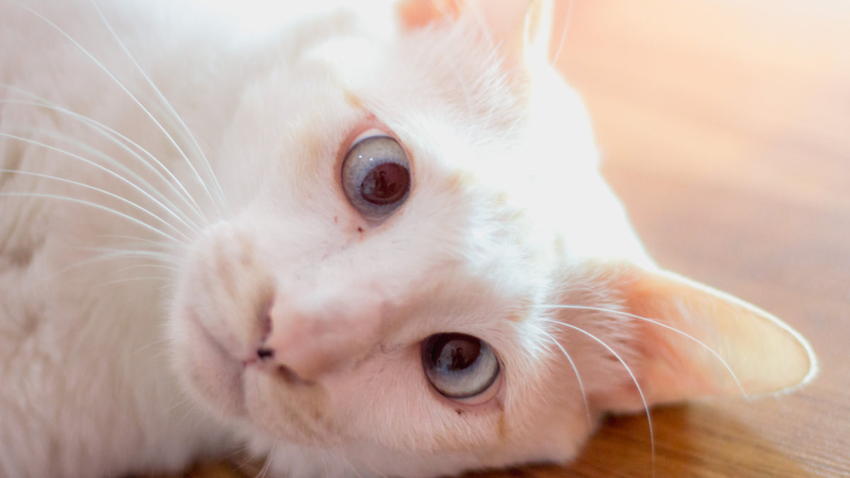 Chat trisomique : comment le reconnaître ? Quelles sont les causes