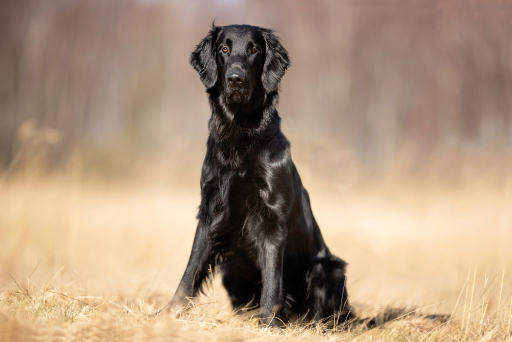 Flat Coated Retriever : tout savoir sur le Retriever à poil plat