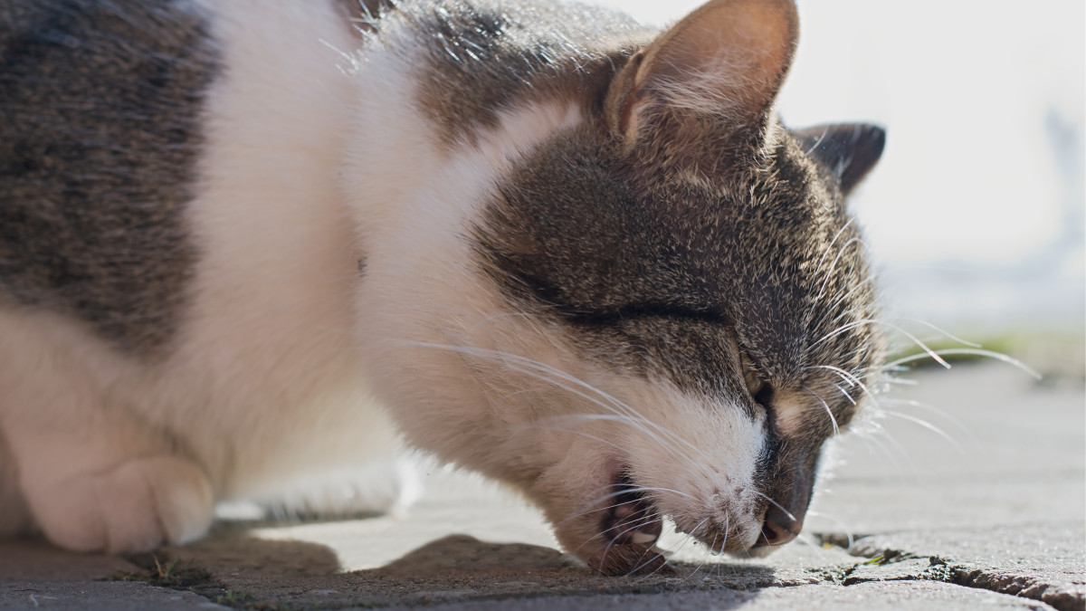 Typhus chez le chat : définition et traitements