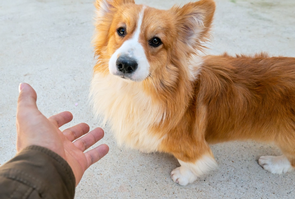 Comment caresser un chien inconnu sans se faire mordre