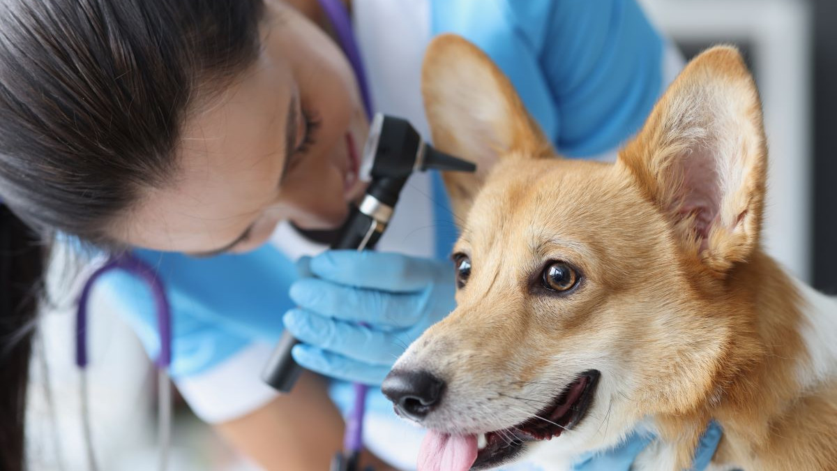Otite chez le chien - Symptômes, Causes, Examens et Traitements