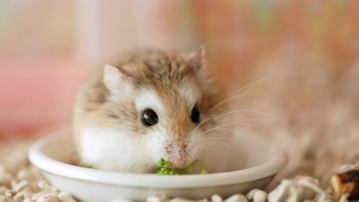 Hamster Roborovski : Conseils pour bien s’occuper de ces petits ...