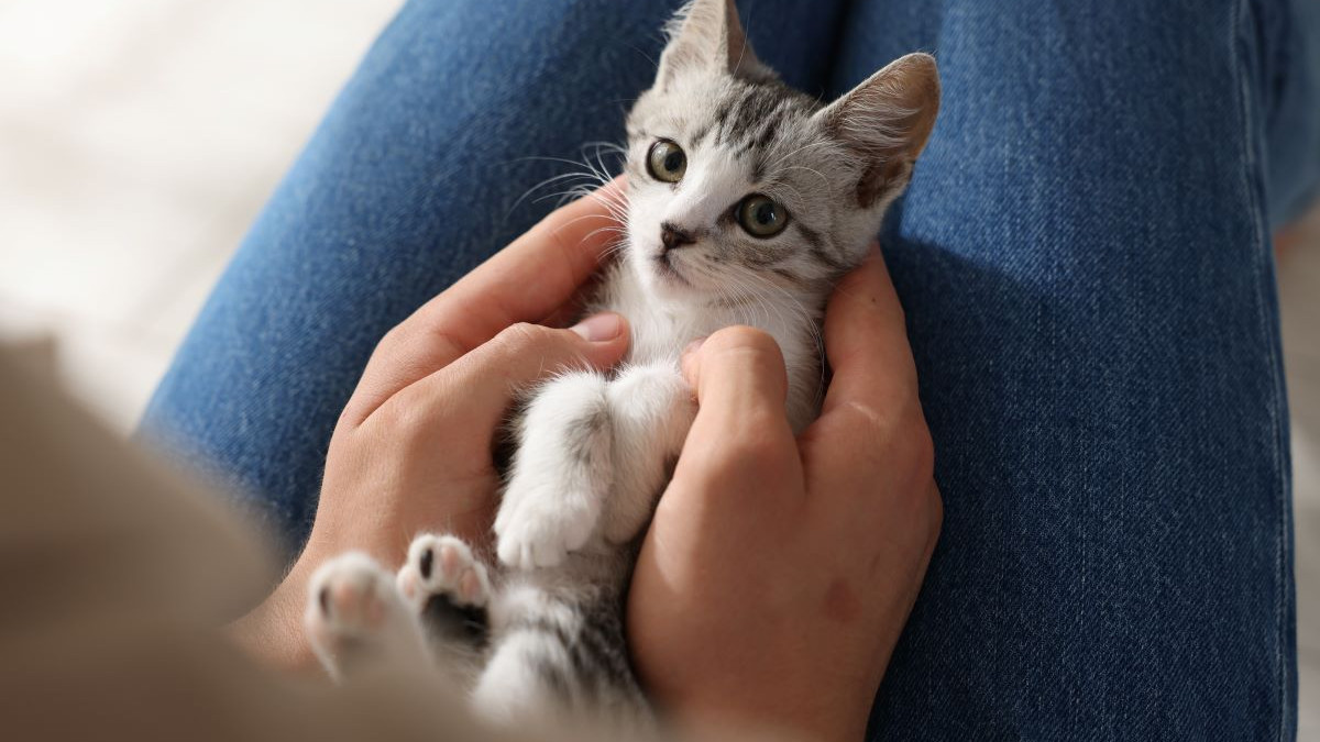 Miaulements de chatons - Pourquoi et comment les comprendre