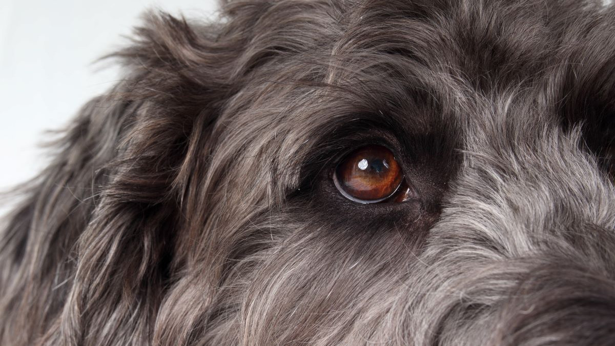 Vue du chien : comment fonctionne t-elle