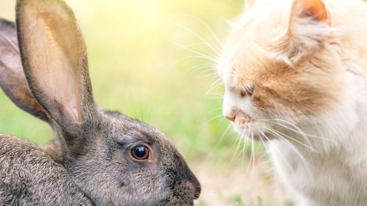 Chat et Lapin - Conseils pour une cohabitation réussie entre ces deux ...