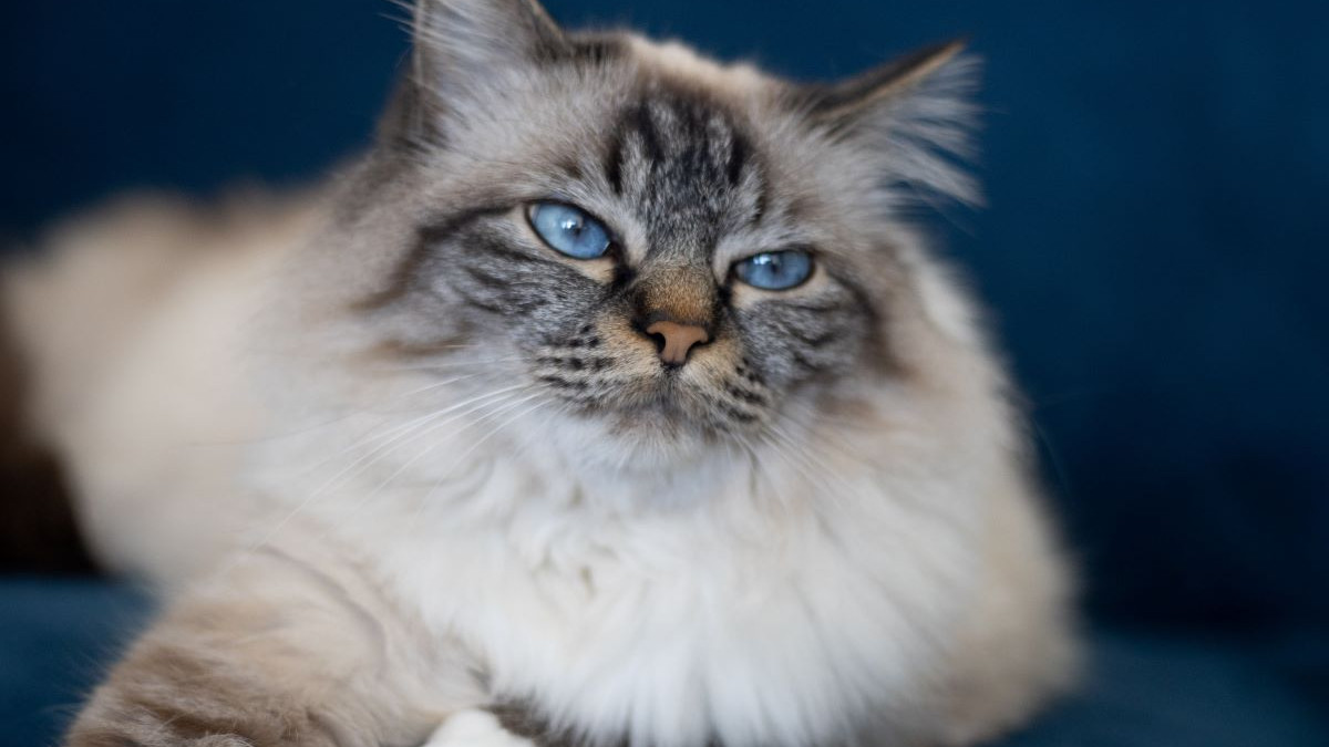 Chat Ragdoll - Tout ce qu'il faut savoir sur cette race douce et câline