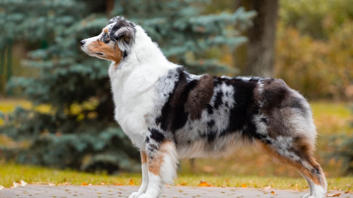 Berger Australien Bleu Merle : Un guide sur cette race intelligente et ...