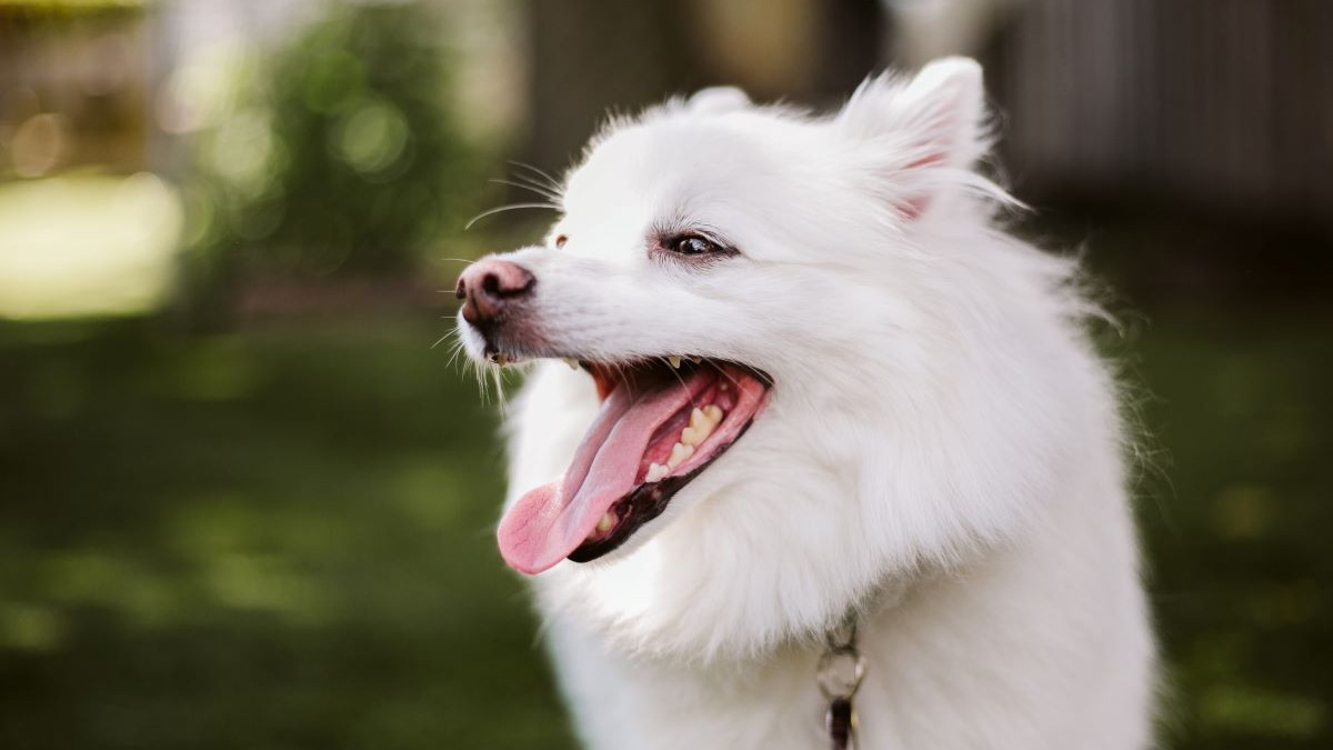 Esquimau Américain : caractéristiques, personnalité, alimentation