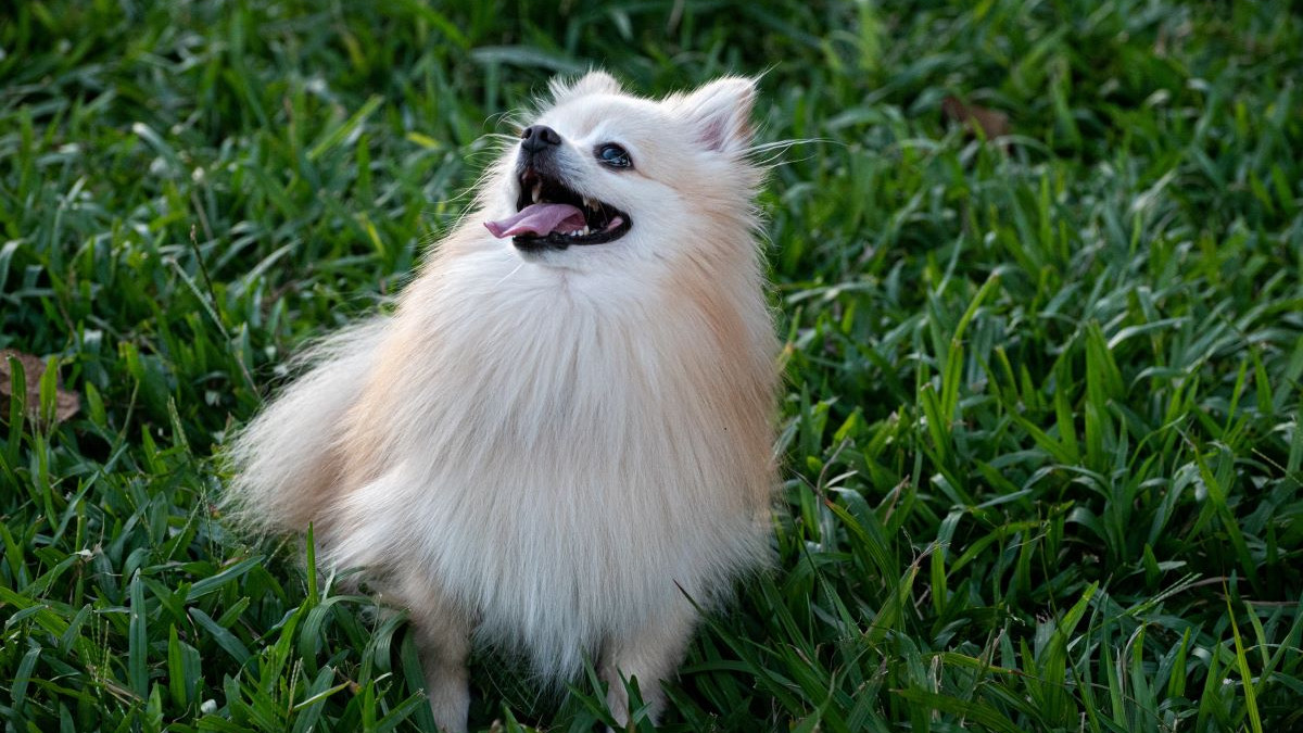 Spitz Allemand : Caractéristiques, soins, alimentation, prix