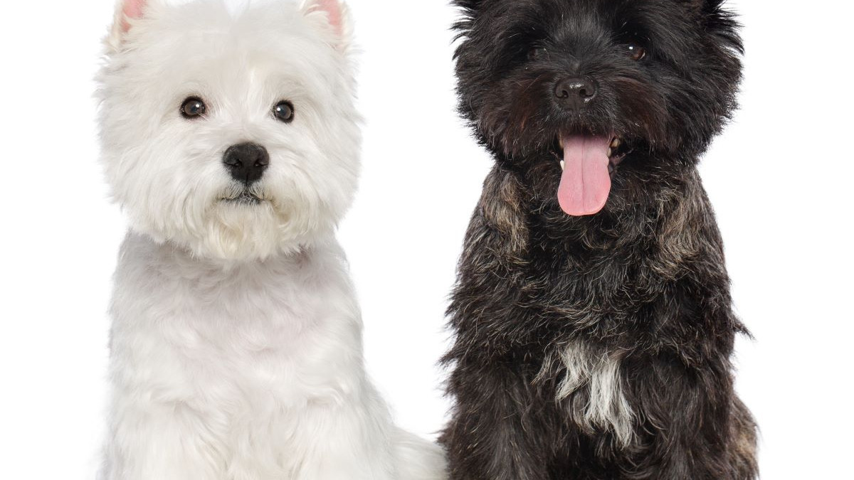 Westie noir : caractère, prix et soins de la variante West Highland