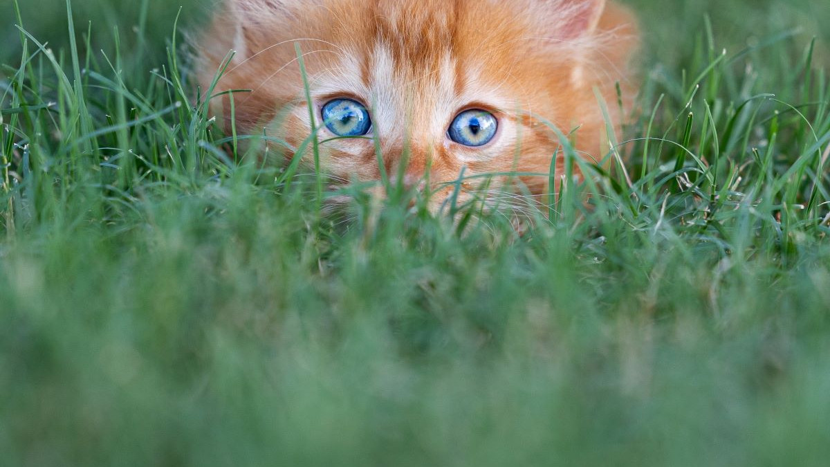 Développement des yeux des chatons : Ce qu’il faut savoir