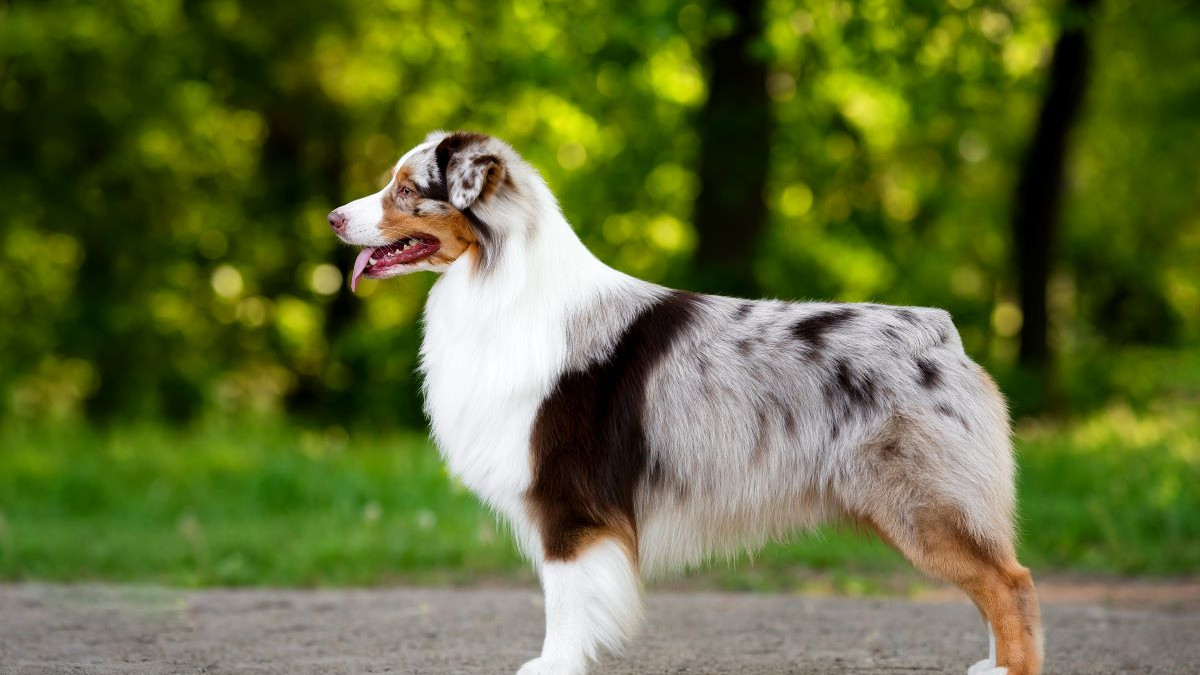 Berger Australien Rouge Merle : Caractéristiques et soins pour cette ...