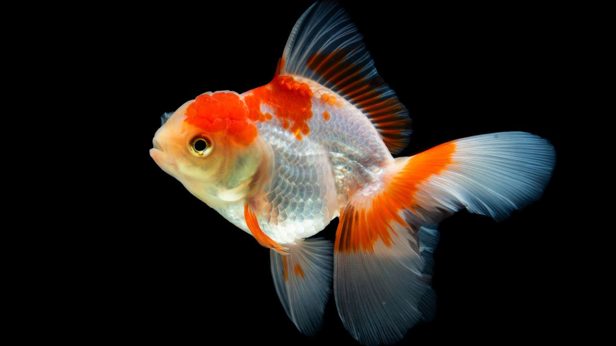 Tout sur le poisson voile de Chine : soins et astuces