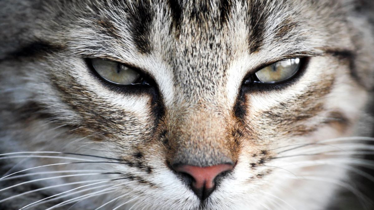 Comment un chat voit-il le monde ? Explications sur la vision féline