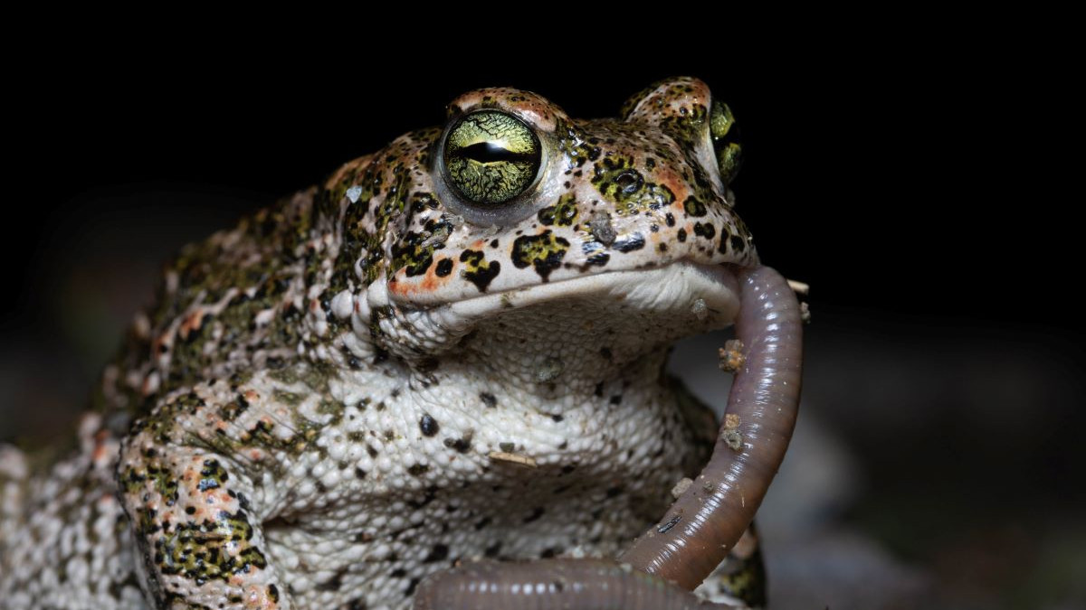 Que mange un crapaud ? Tout savoir sur leur alimentation
