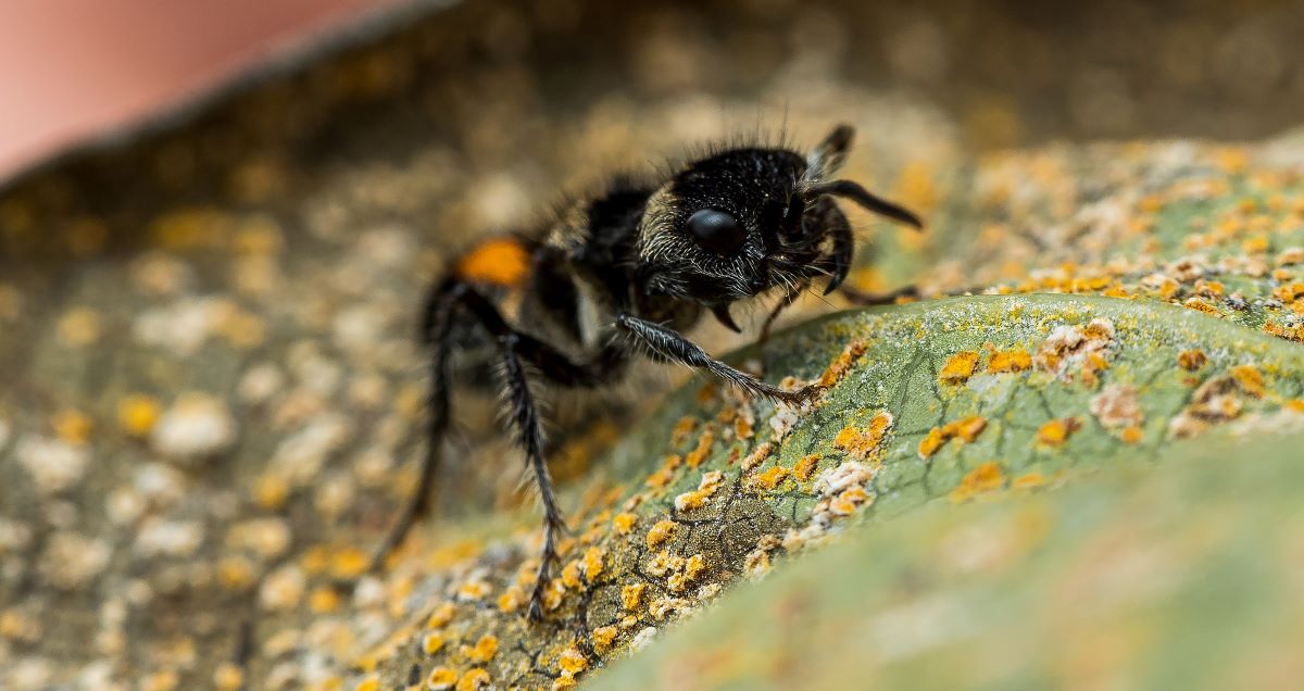 Fourmi panda : guêpe inoffensive ou danger méconnu