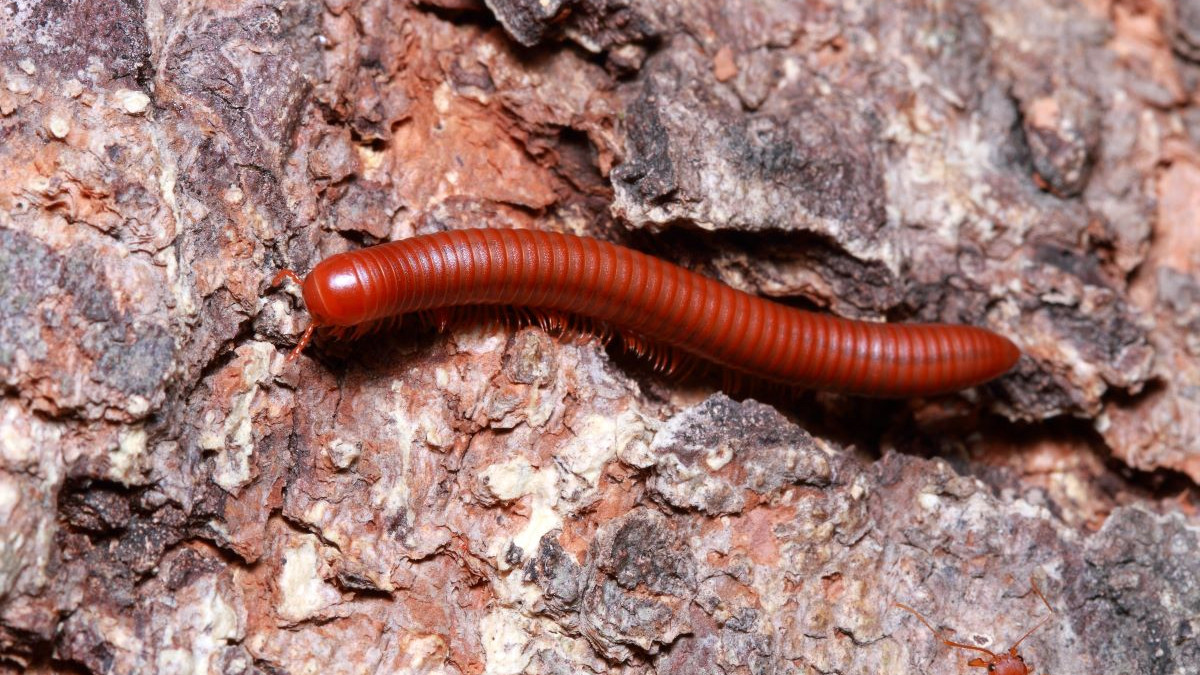 Iules dans la maison : dangereux ou inoffensifs