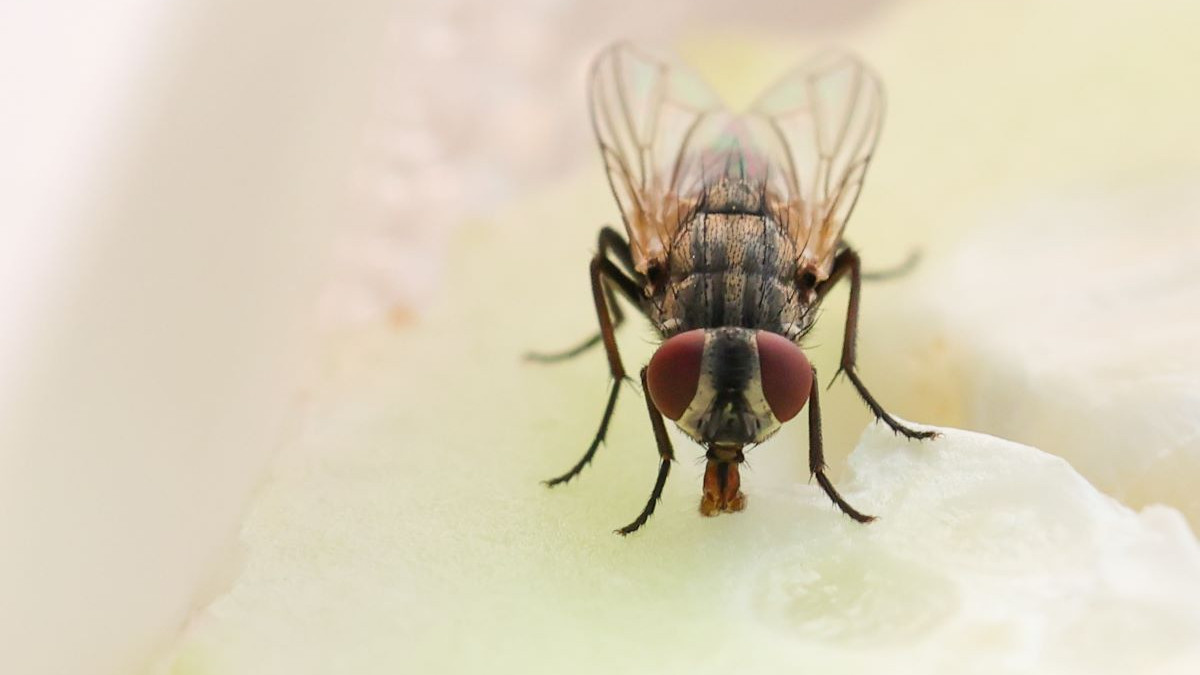 Ce que mange vraiment un mouche : son régime alimentaire