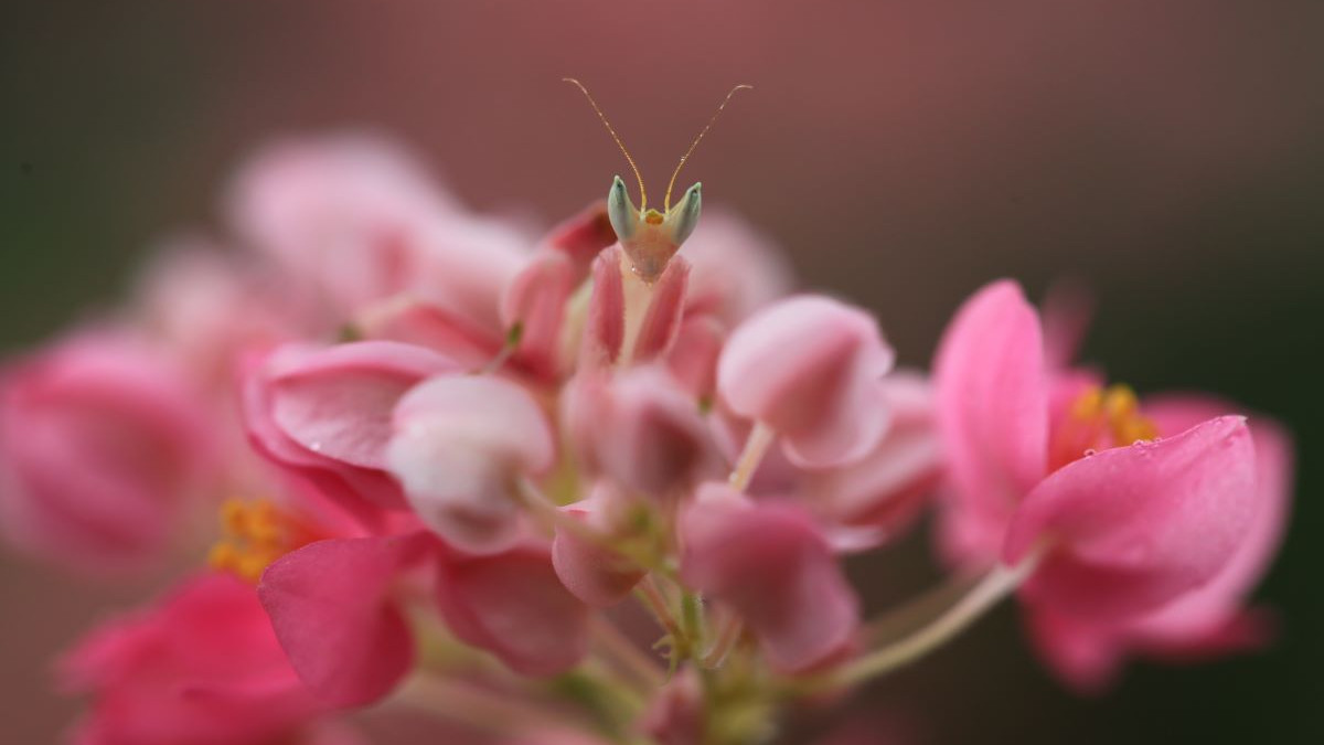 Tout savoir sur la mante orchidée, un bijou de la nature