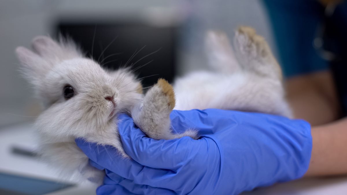 Pododermatite chez le Lapin : Causes, prévention et traitement de cette ...