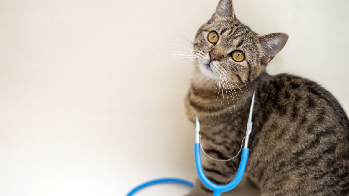 Vers chez le chat : Symptômes, traitement et prévention