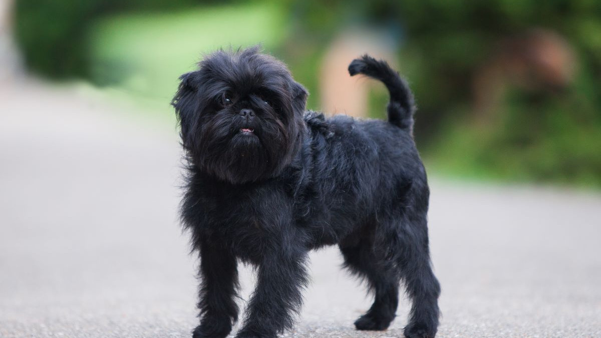 Affenpinscher : un petit chien malicieux au charme unique