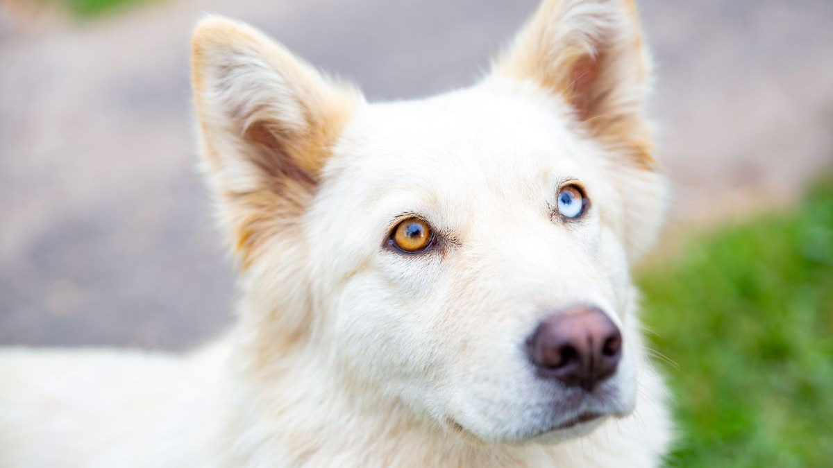 Chien albinos : santé, particularités et soins essentiels