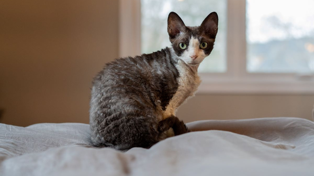 Devon Rex : particularités de cette race