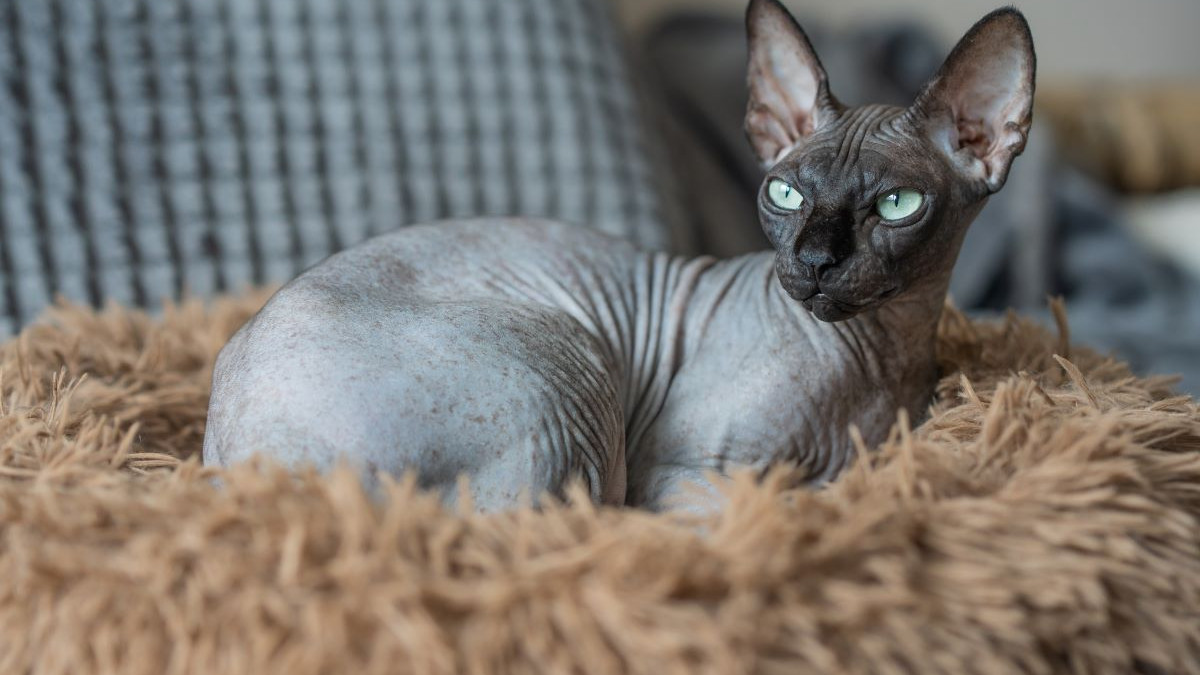 Sphynx : le chat sans poils, conseils pour en prendre soin