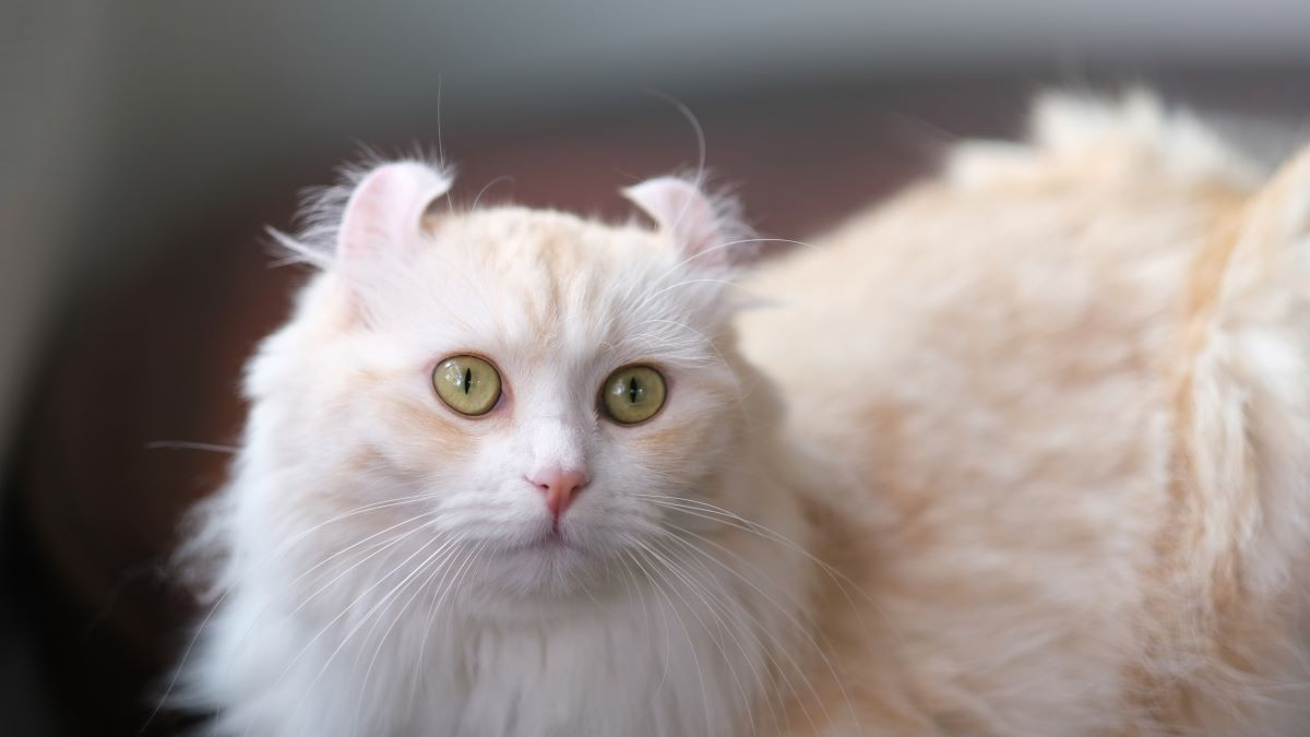 American Curl : tout sur ce chat aux oreilles recourbées