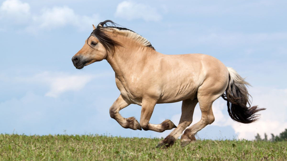 Cheval fjord : tout ce qu’il faut savoir sur cette race