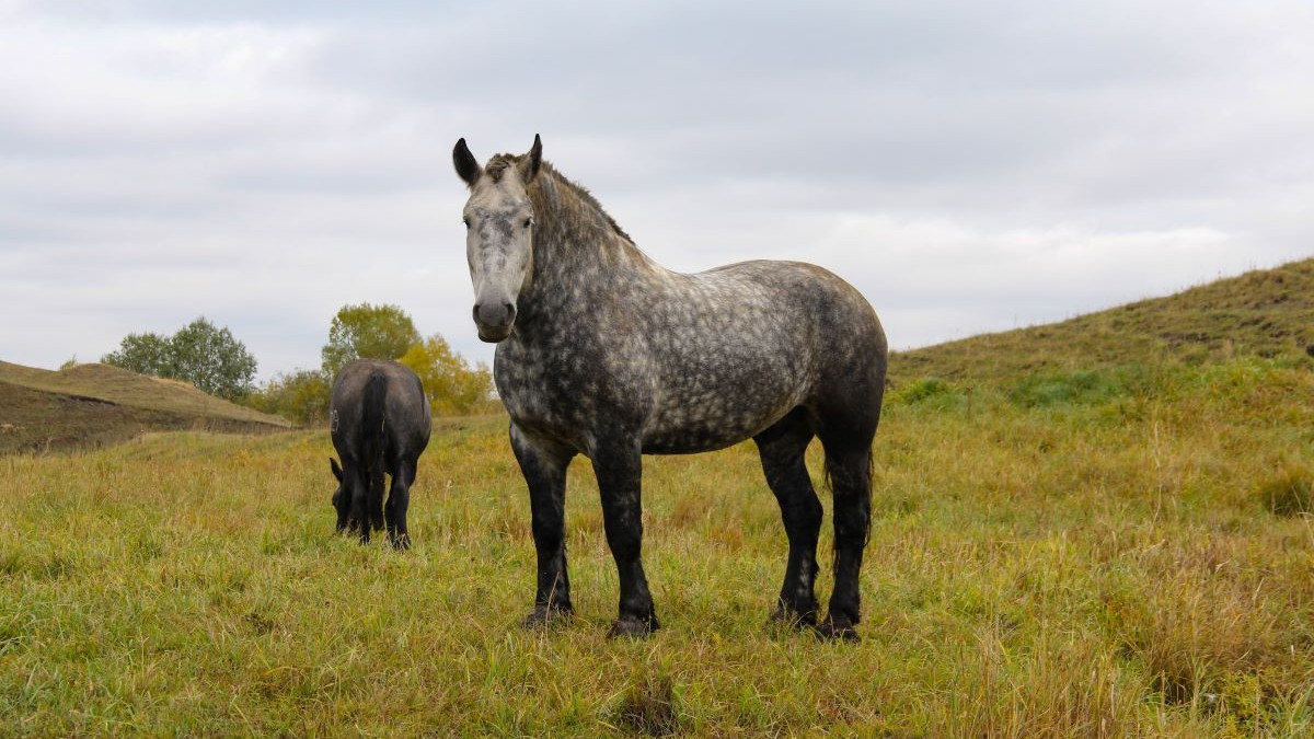 Cheval percheron : tout savoir sur son entretien et ses origines