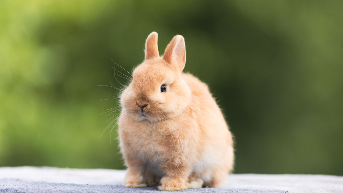 Lapin Nain Taille Adulte