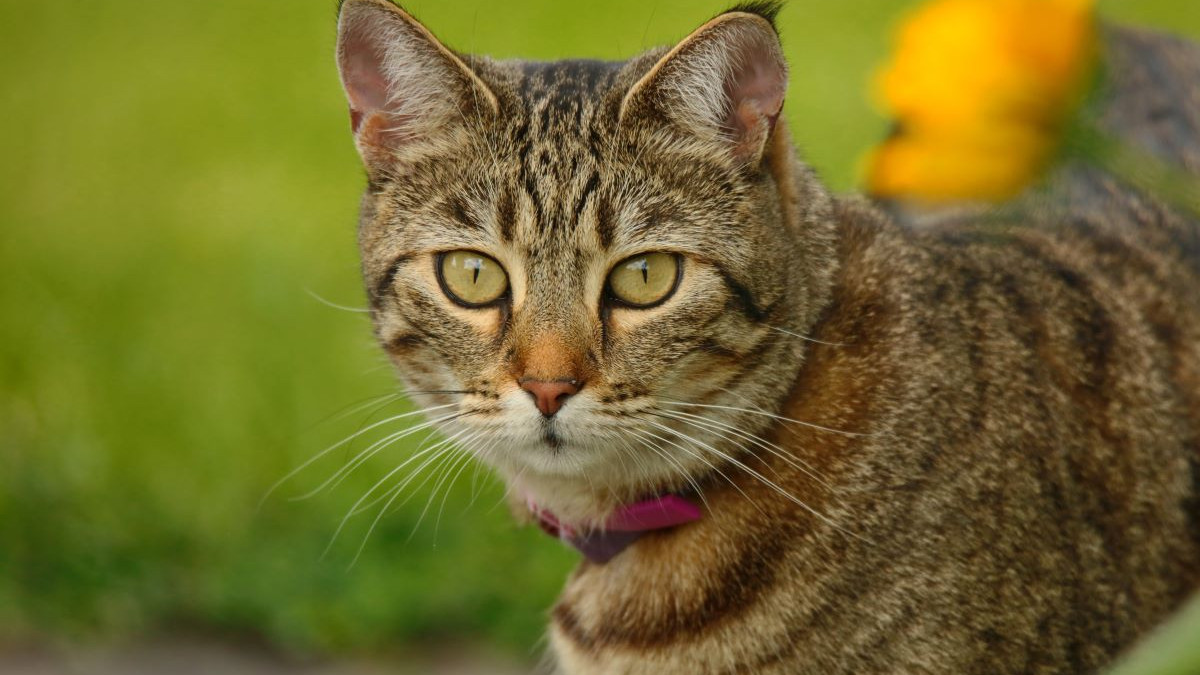 Pixie Bob : le chat à l'apparence sauvage, mais au cœur tendre