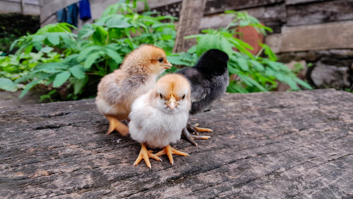 Poussins : comment bien s'en occuper, tous nos conseils