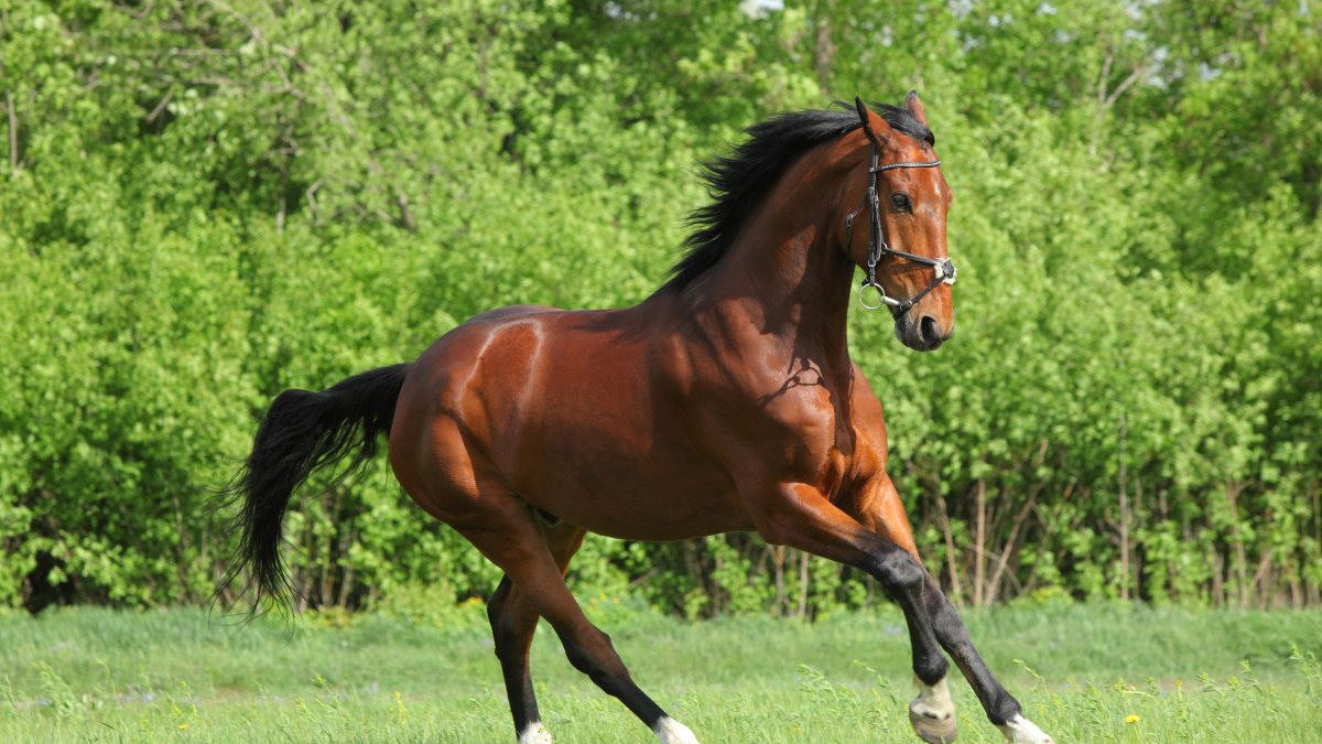 Pur-sang : tout ce qu’il faut savoir sur l’entretien et les soins