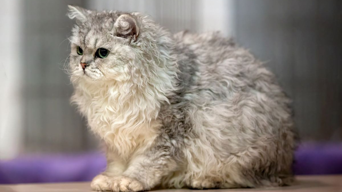 Selkirk Rex : le chat mouton, guide sur cette race frisée