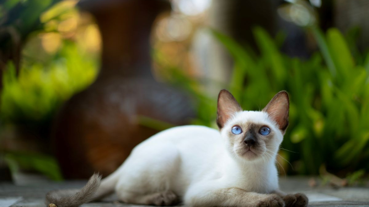 Siamois : caractéristiques et particularités de cette race